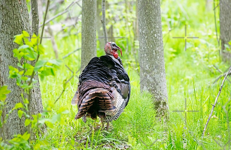 "Wild turkey in spring forest" by Jim Cumming | Redbubble