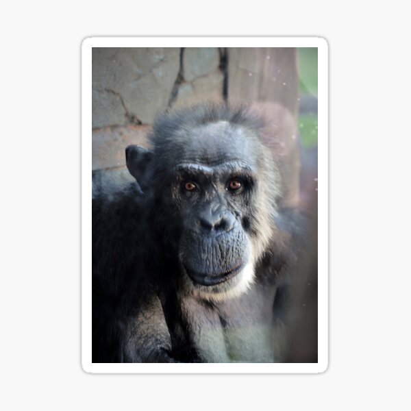 "Chimpanzee " Sticker for Sale by venny | Redbubble