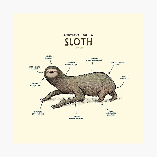 "Anatomy of a Sloth" Photographic Print for Sale by Sophie Corrigan ...