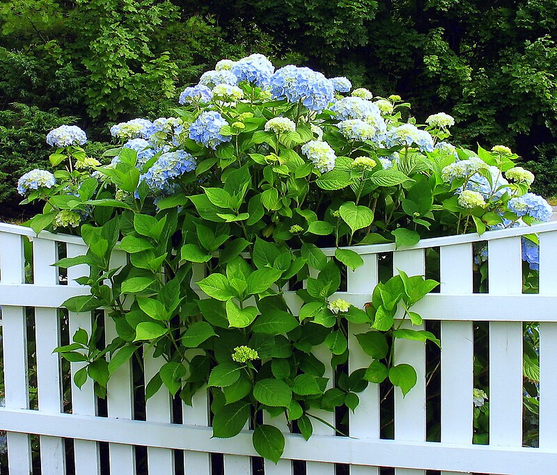 "HYDRANGEA ON FENCE" by Joan Harrison | Redbubble