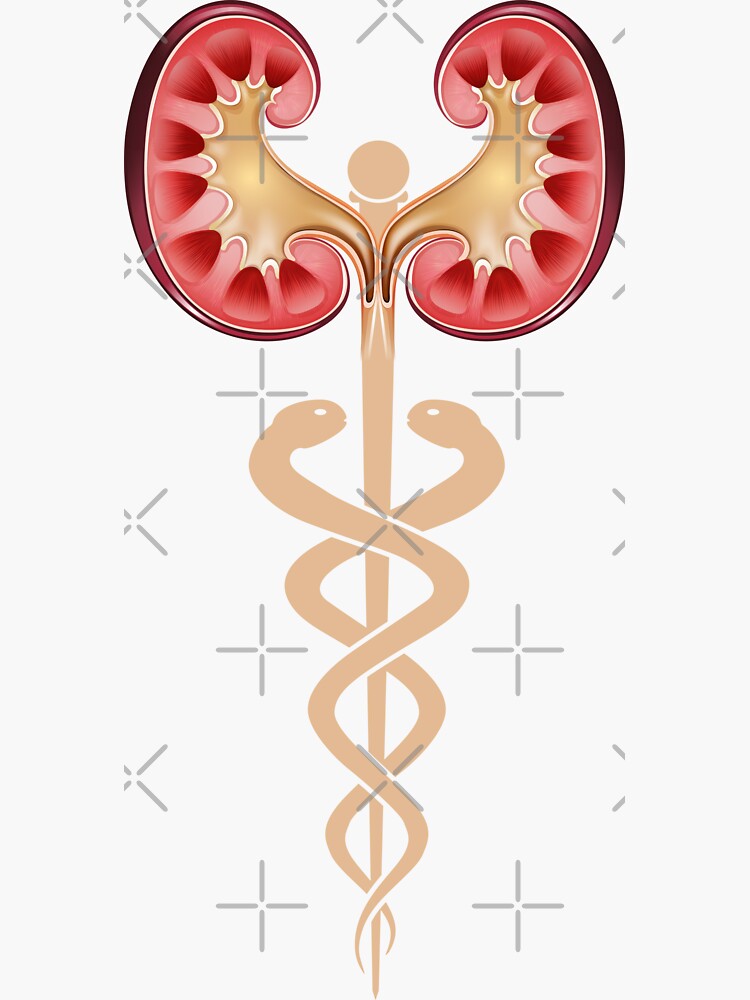 "Nephrology Renal Dialysis design Gift Kidneys with Caduceus design ...