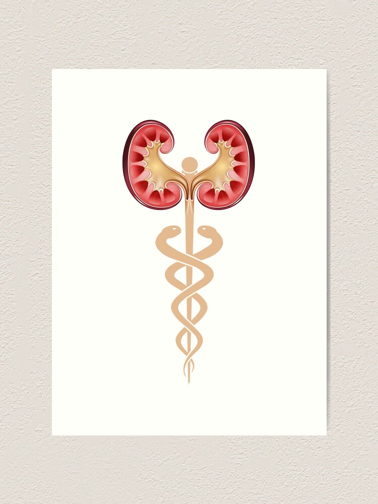 "Nephrology Renal Dialysis design Gift Kidneys with Caduceus design ...