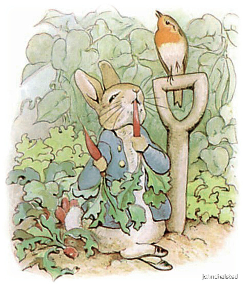 "FIRST, PETER RABBIT, PICKED AND ATE A CARROT - from the TALE OF PETER ...