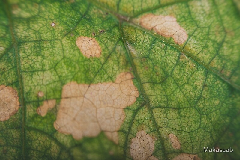 "Leafy Map" by Makasaab | Redbubble