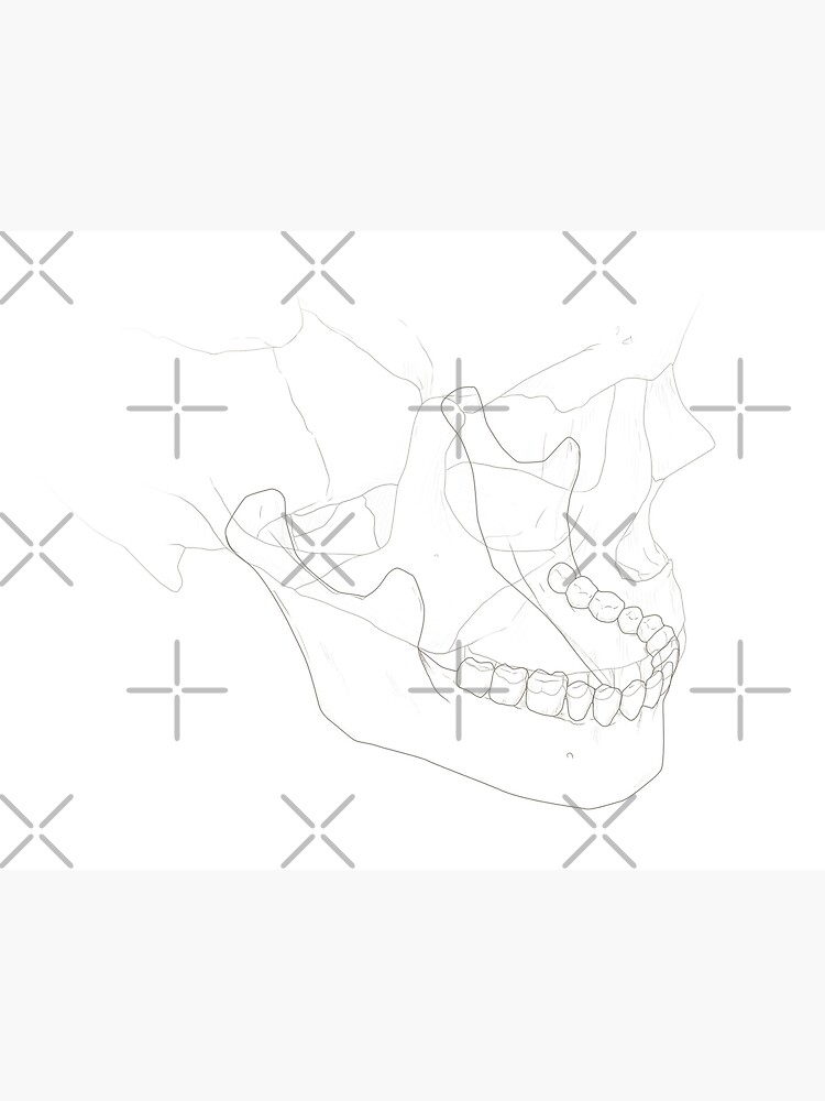 "Mandible - Line drawing" Poster by gbfulford | Redbubble