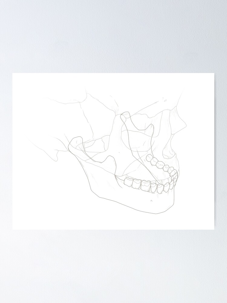 "Mandible - Line drawing" Poster by gbfulford | Redbubble