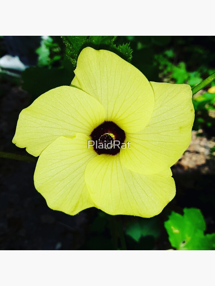 "Okra" Sticker for Sale by PlaidRat | Redbubble