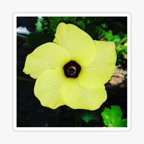 "Okra" Sticker for Sale by PlaidRat | Redbubble