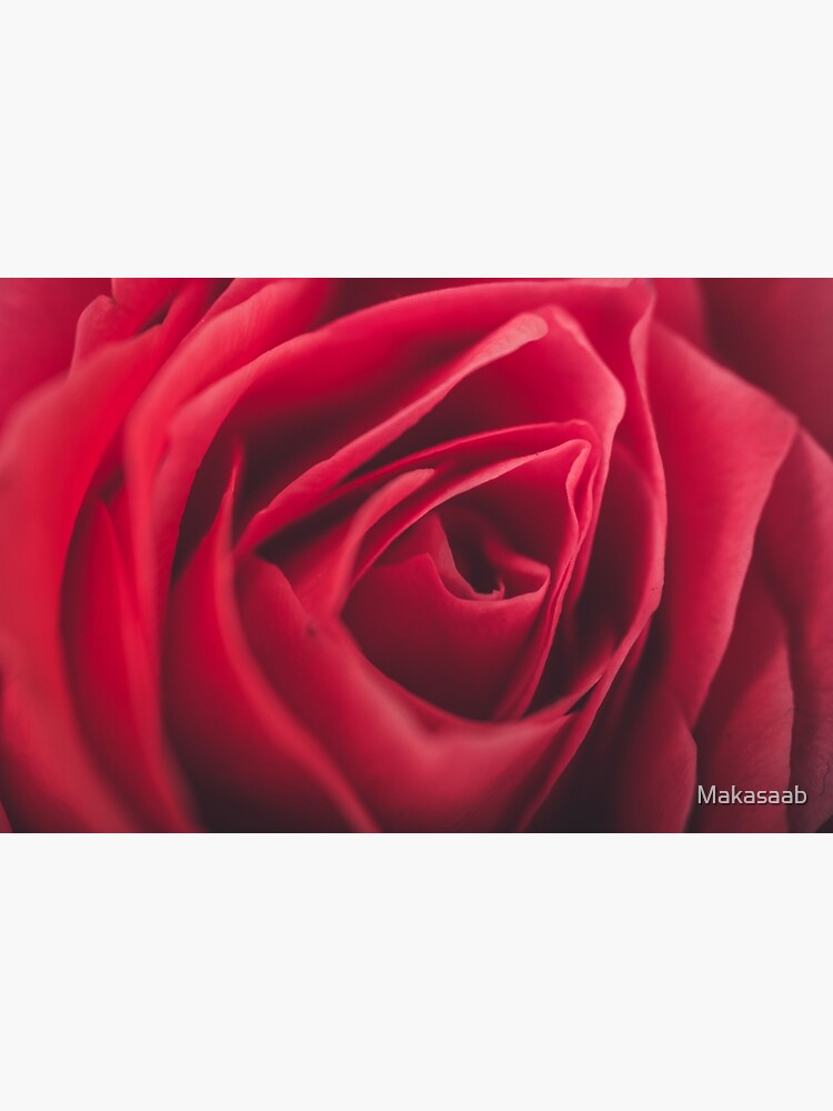 "Red Rose IV" Poster for Sale by Makasaab | Redbubble