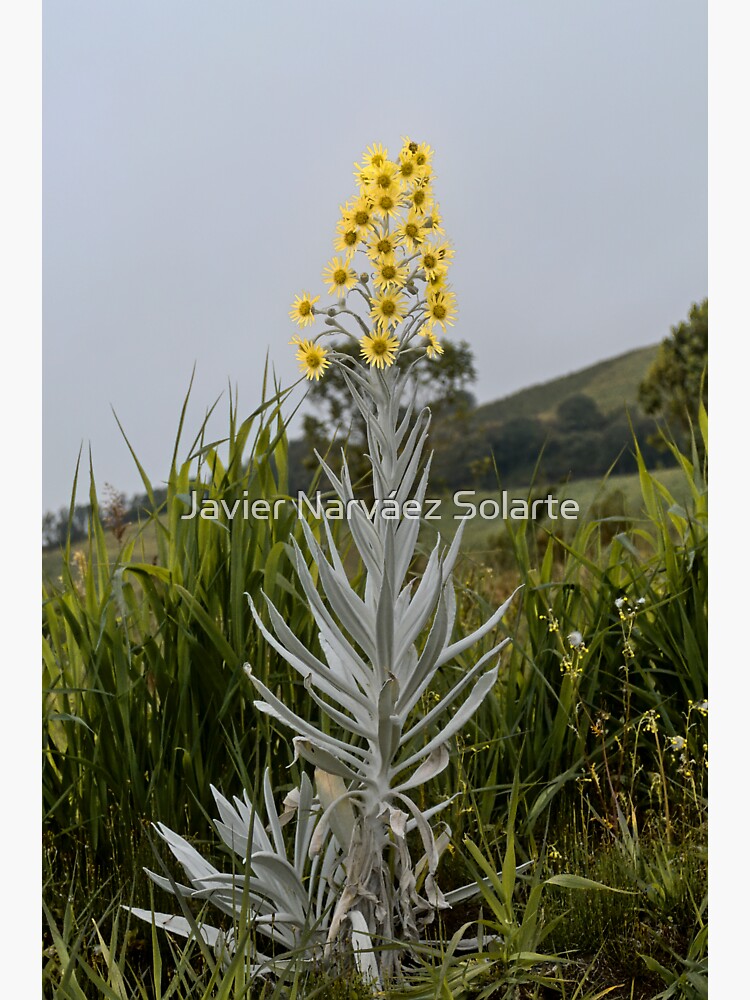 "Flowered Frailejon" Sticker by javisolarte | Redbubble