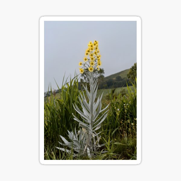 "Flowered Frailejon" Sticker by javisolarte | Redbubble