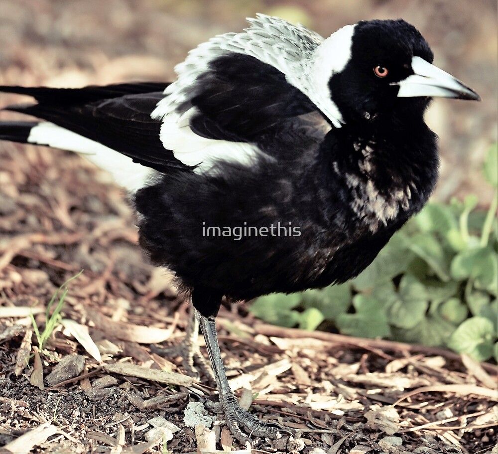 "Magpie Ruffling Feathers" by imaginethis | Redbubble