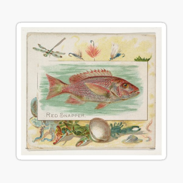 "Vintage Red Snapper Fish Illustration (1889)" Sticker for Sale by ...