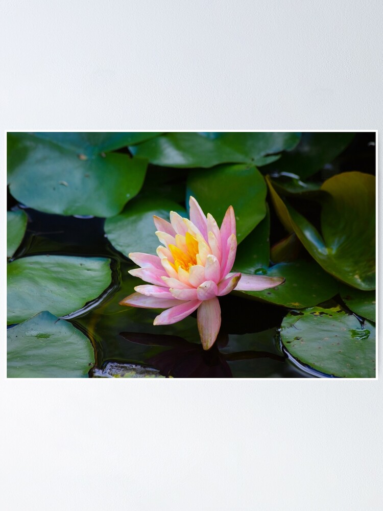 "LFB" Poster for Sale by staytillaugust | Redbubble