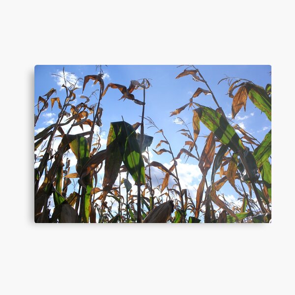Corn Stalks Metal Prints | Redbubble