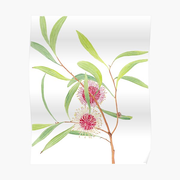 "Pincushion Hakea (Hakea laurina) watercolour; Australian flower ...