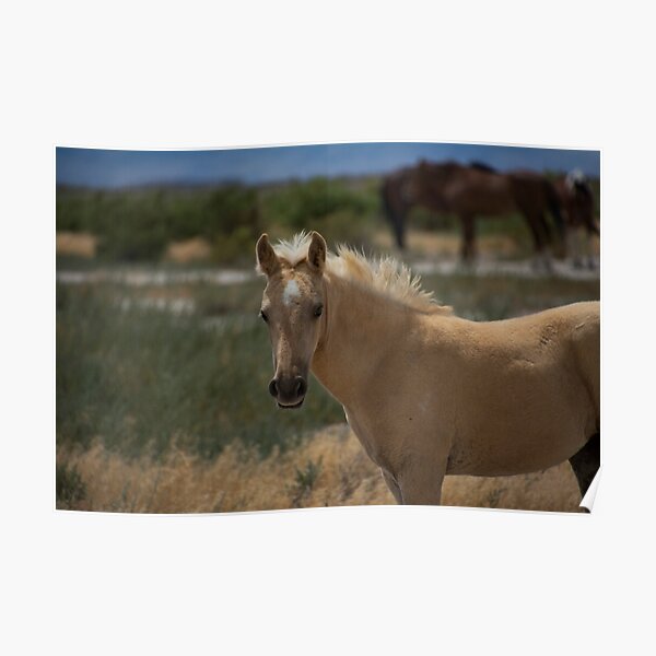 "Pretty Filly " Poster by SimplyKlick | Redbubble