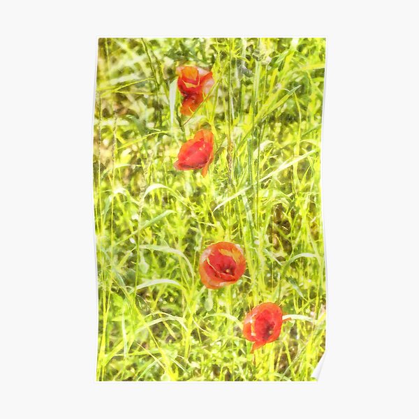"Poppy Watercolour Art" Poster for Sale by bejacs | Redbubble