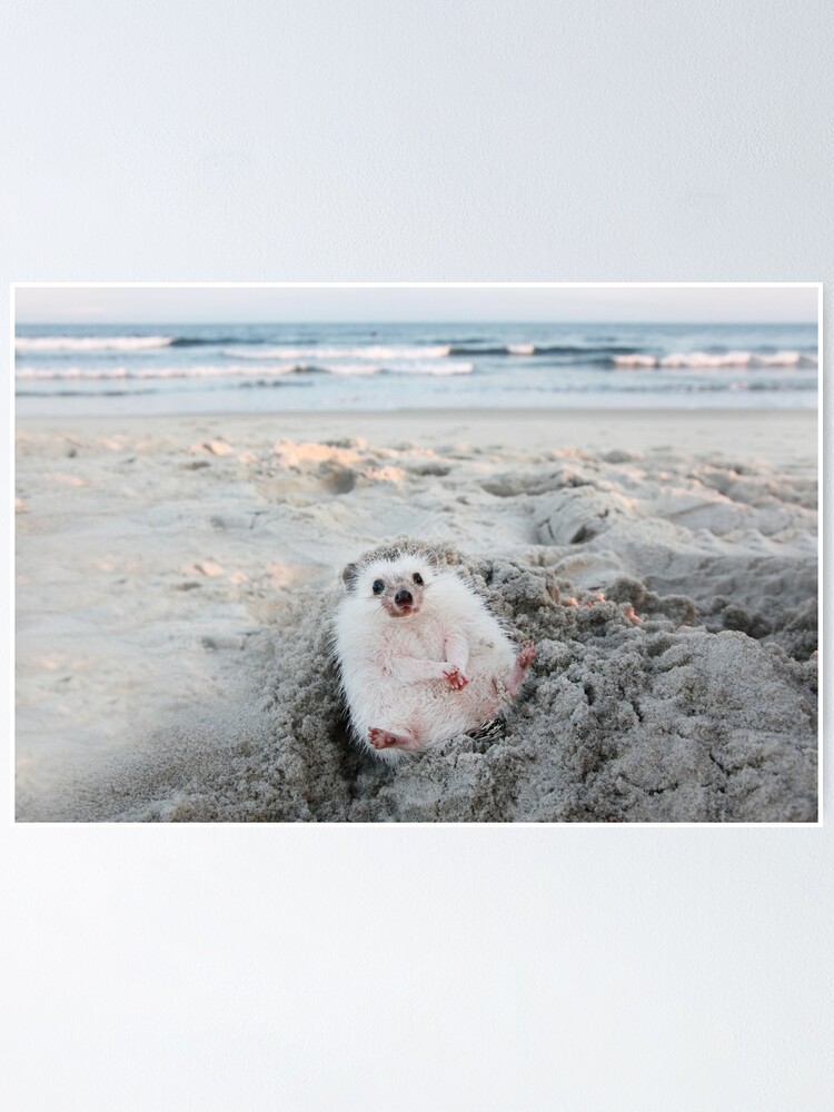 "Pygmy Hedgehog on the Beach" Poster for Sale by HSPhotography | Redbubble