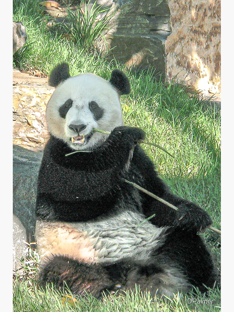 "Wang Wang - Panda Eating" Sticker for Sale by DPalmer | Redbubble