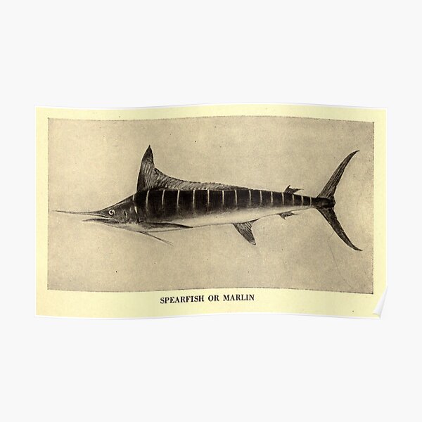 Marlin Posters | Redbubble