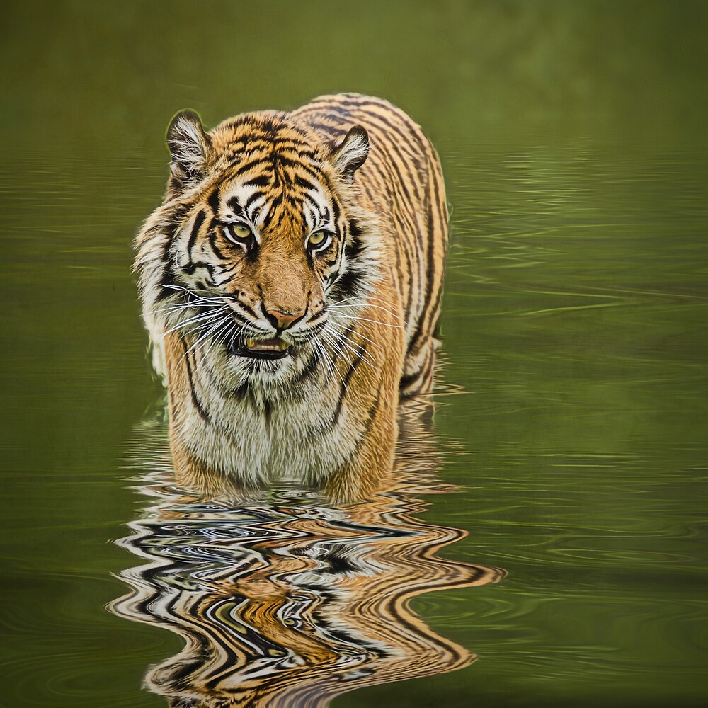 "Tiger Reflections" by Brian Tarr | Redbubble