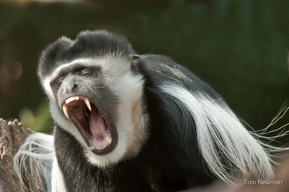 " Black and White Colobus II" by Tom Newman | Redbubble