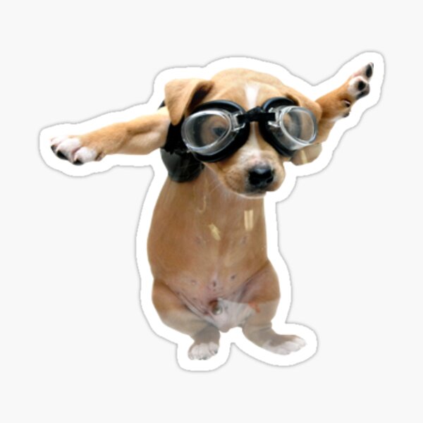 Pegatinas: Perro Con Gafas | Redbubble