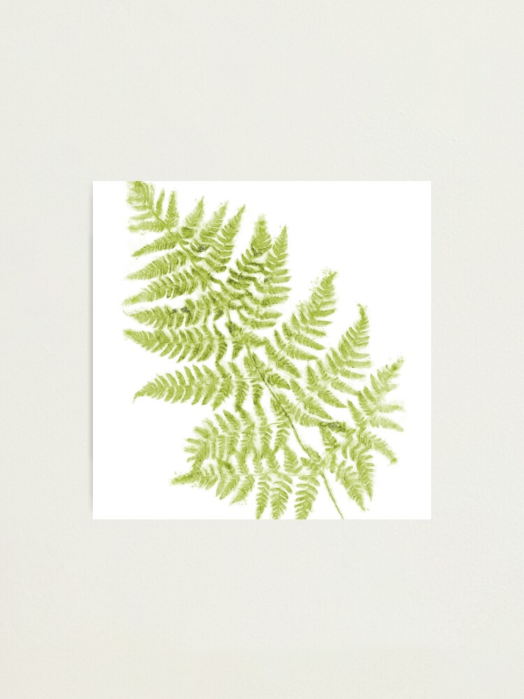 "Fresh Fern Airy Modern Botanical Watercolor Painting" Photographic ...