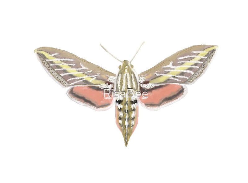 "White-lined Sphinx Beauty" by RisaBee | Redbubble