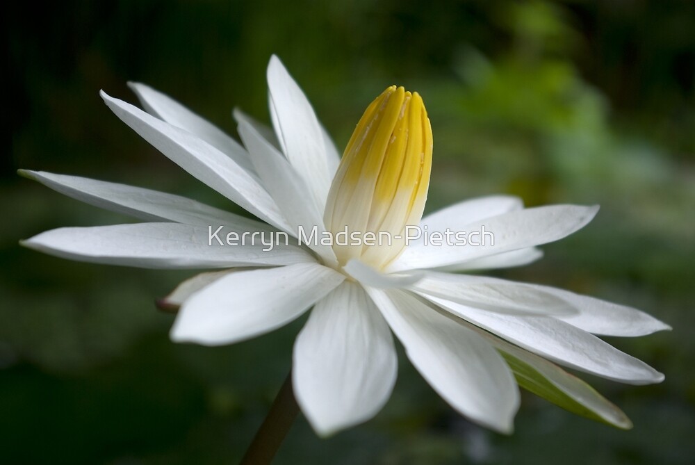 "Night Bloomer ~ White Water Lily with Splayed Petals " by Kerryn ...