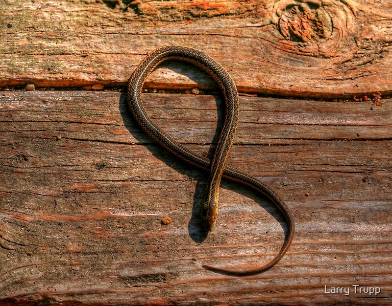 ""Figure Eight Position"" by Larry Trupp | Redbubble