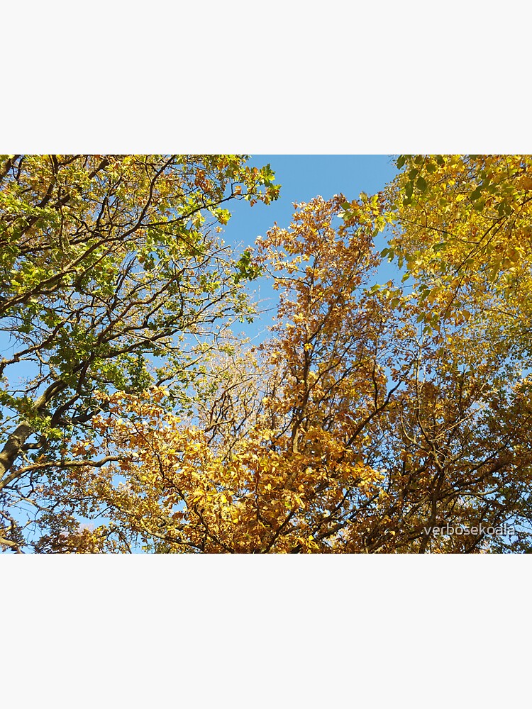 "Swedish autumn forest trees blue sky" Sticker by verbosekoala | Redbubble