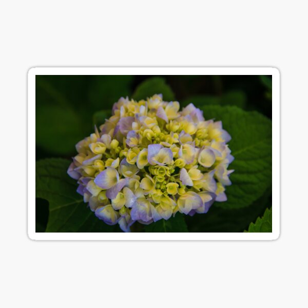 "hydrangea" Sticker by RoseC | Redbubble