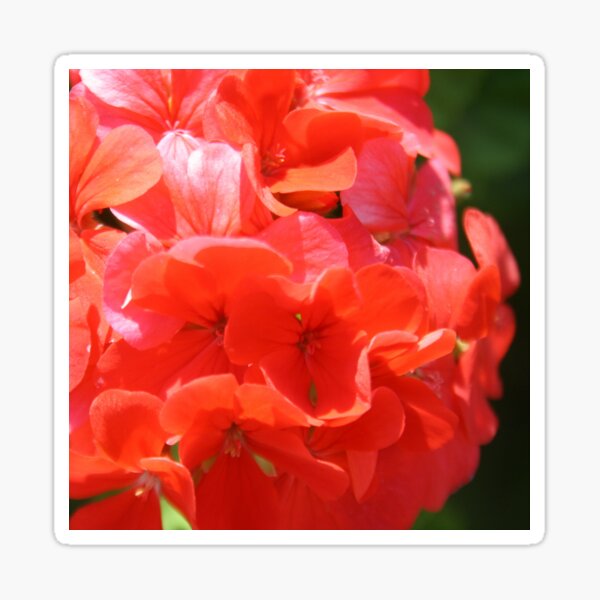 "Zonal Geranium Pelargonium hortorum" Sticker for Sale by taiche ...