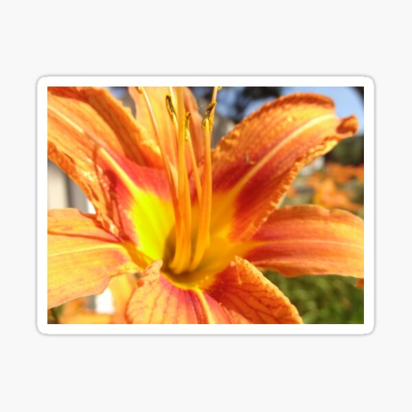 "Beautiful photograph of orange flower" Sticker for Sale by ...
