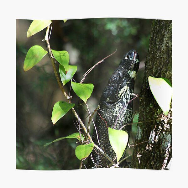 Varanus Posters | Redbubble