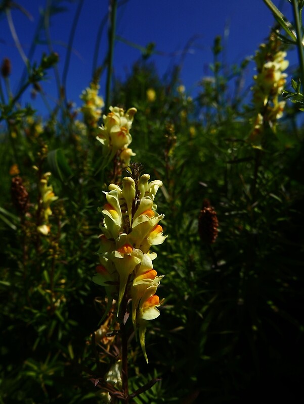"Common Toadflax (Linaria vulgaris)" by IOMWildFlowers | Redbubble
