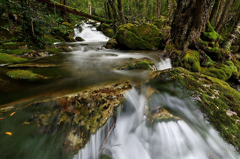 "Mother Cummings-up close and personal" by Robert Mullner | Redbubble