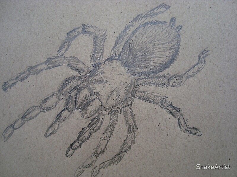 "Tarantula sketch" by SnakeArtist | Redbubble