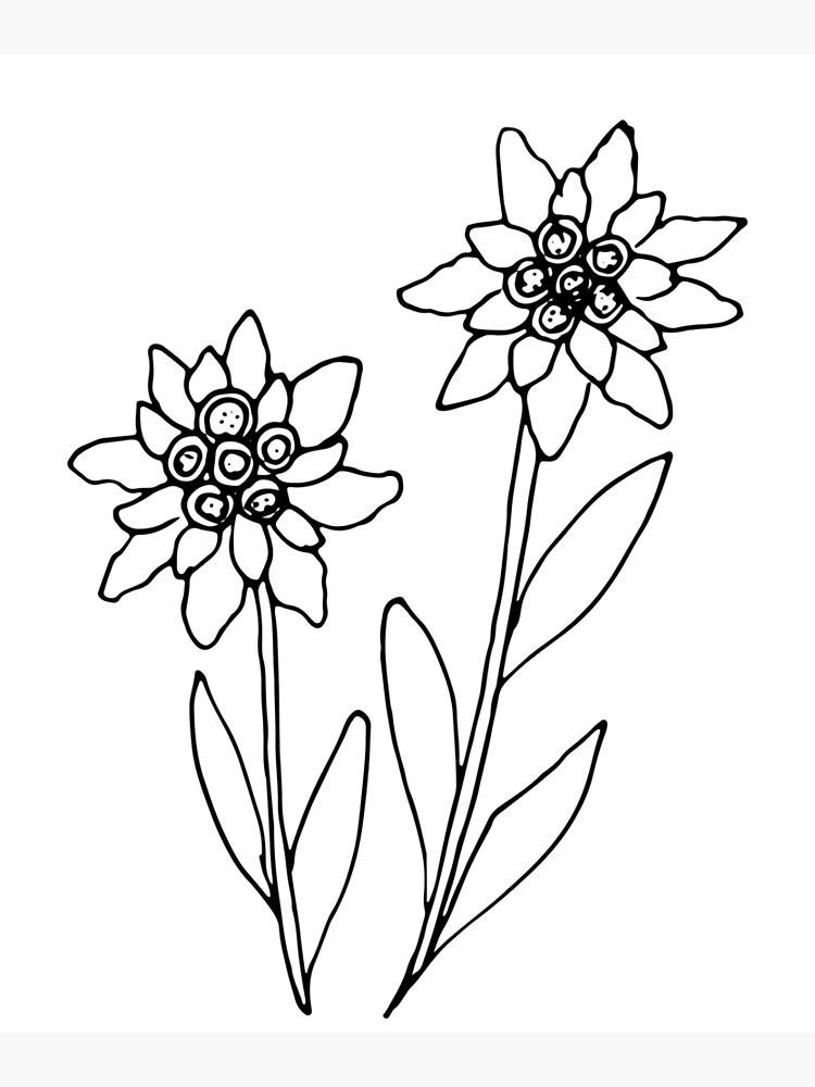 "Elegant Edelweiss hand-drawn Mountain Climber Alpine Flower" Poster by ...