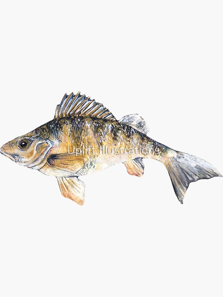 "Watercolor Perch Illustration" Sticker for Sale by Uplift ...