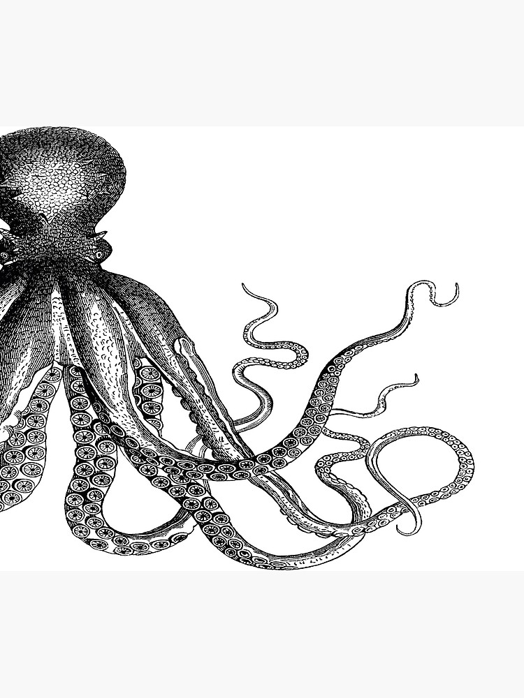 "Half Octopus | Right Side | Vintage Octopus | Tentacles | Sea ...