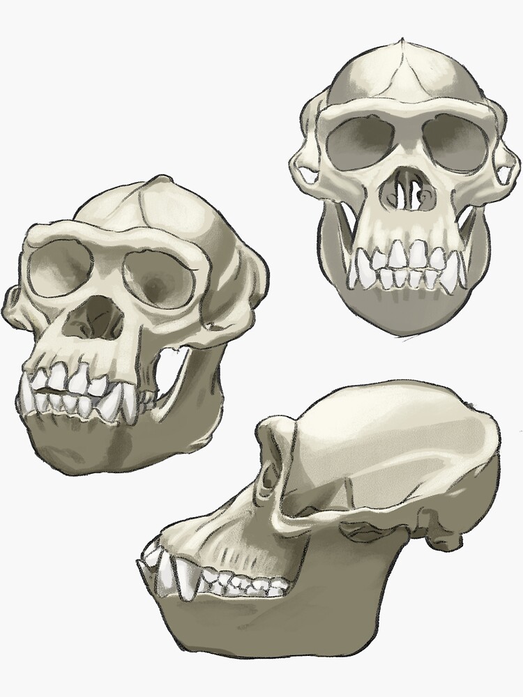 "Chimpanzee Skulls" Sticker for Sale by jethrotai | Redbubble