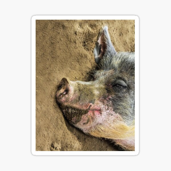 "HAPPY HOG!" Sticker by heatherfriedman | Redbubble