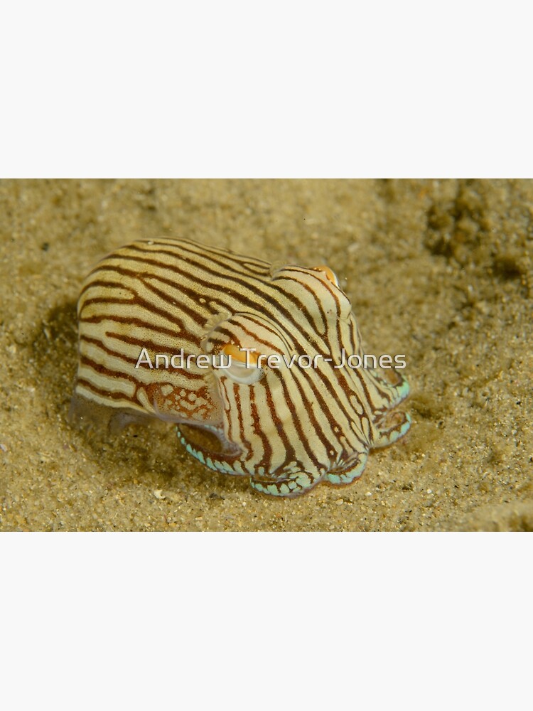 "Striped Pyjama Squid - Sepioloidea lineolata" Photographic Print by ...
