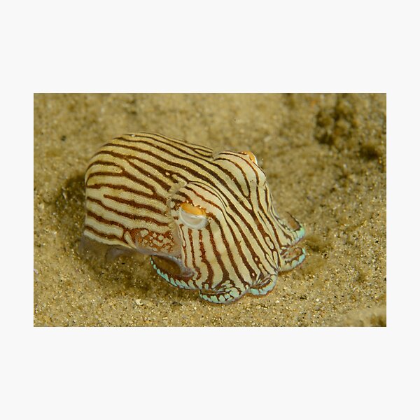 "Striped Pyjama Squid - Sepioloidea lineolata" Photographic Print by ...
