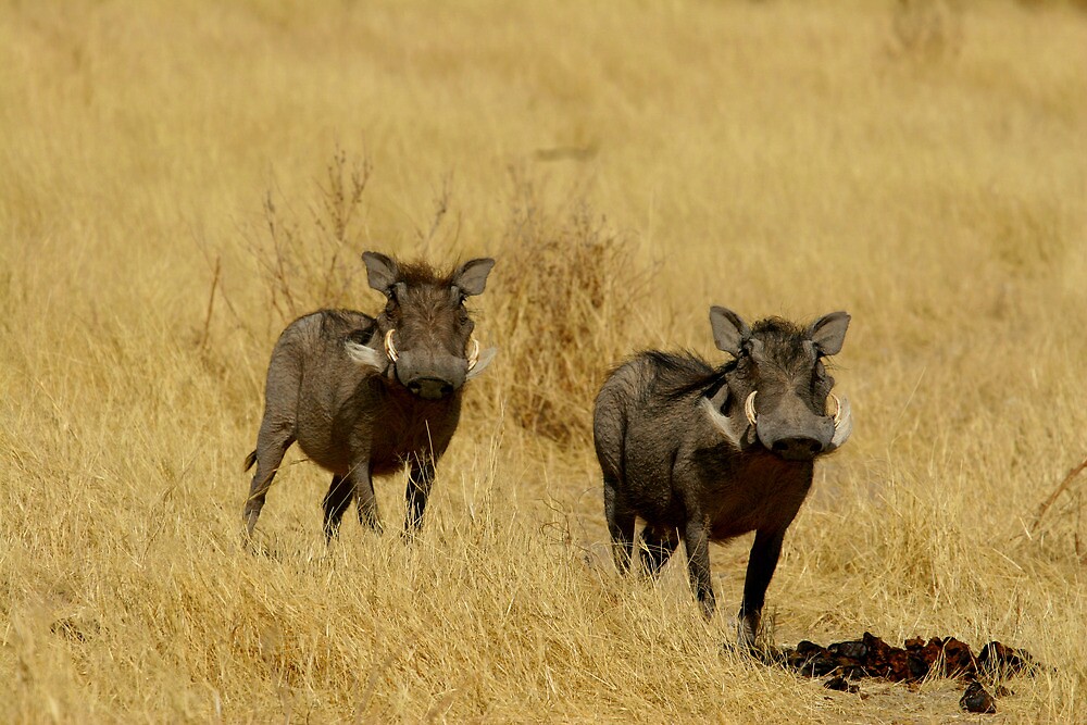 "Warthog running in the wilderness - Namibia" by Namibia Tours ...