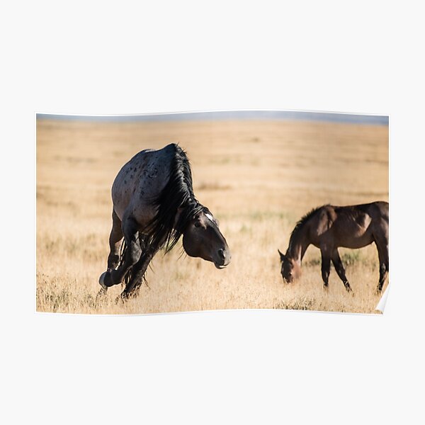 "A Snaking Stallion" Poster by Kellith | Redbubble