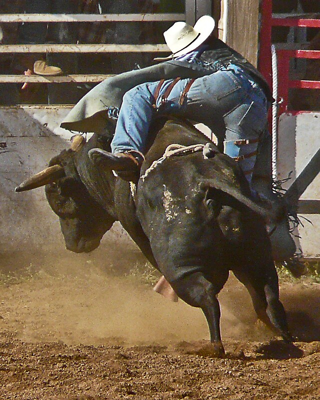 "Bull butts" by Linda Sparks | Redbubble